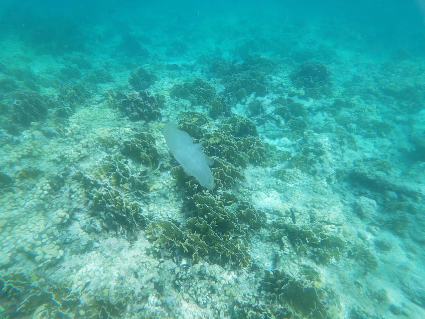Oranjestad: Mangel Halto and Baby Beach Snorkeling Tour | GetYourGuide