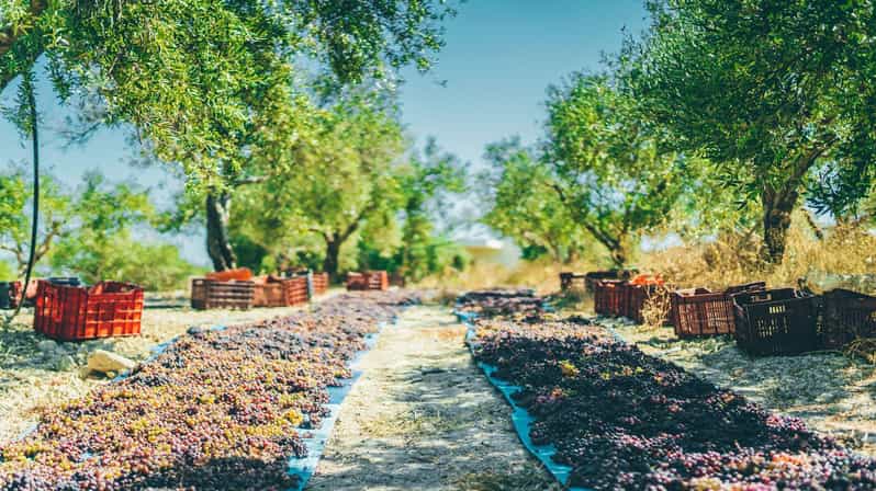 From Elounda: Knossos Palace, Museum & Winery Private Tour | GetYourGuide