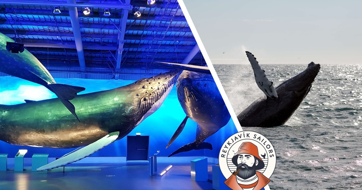 Reykjavik: Whale Watching Excursion & Whale Exhibition | GetYourGuide