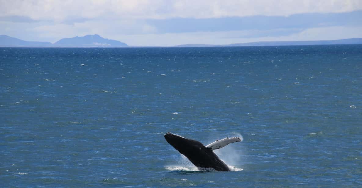 Reykjavik: Best Value Whale Watching Boat Tour | GetYourGuide