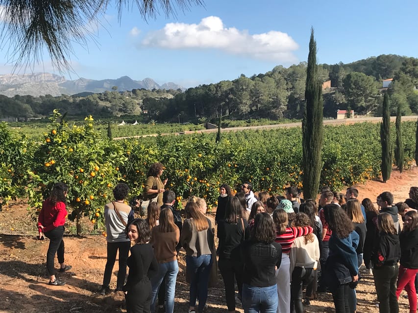 Valencia: Orange Farm and Orchard Trip with Tastings | GetYourGuide