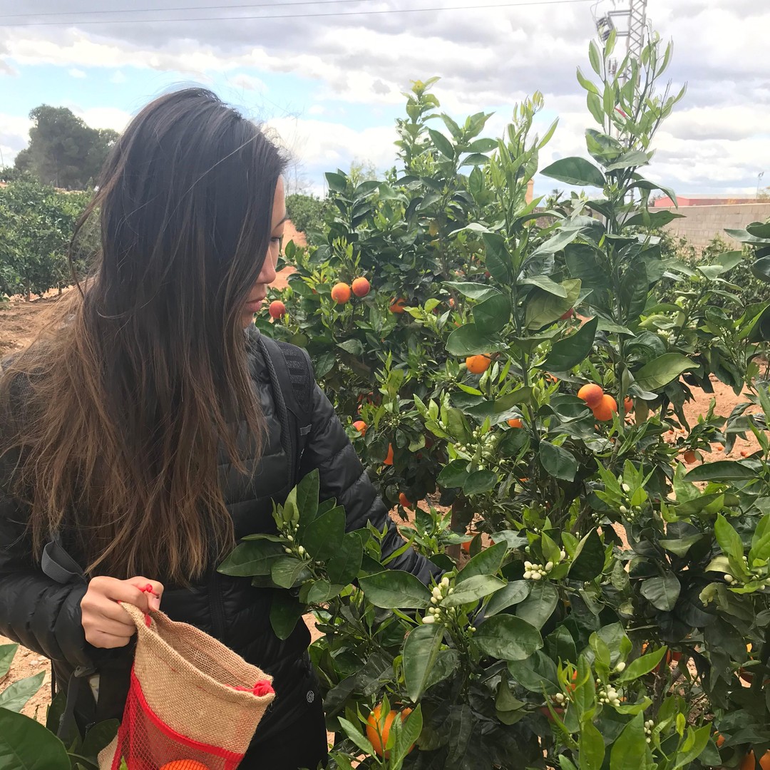 Valencia: Orange Farm and Orchard Trip with Tastings | GetYourGuide