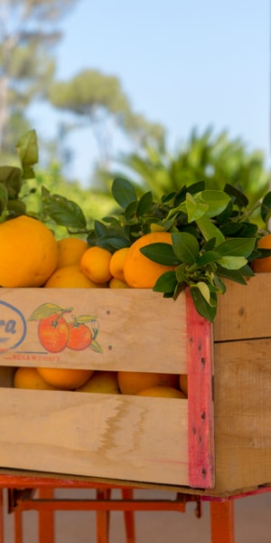 Valencia: Orange Farm and Orchard Trip with Tastings | GetYourGuide