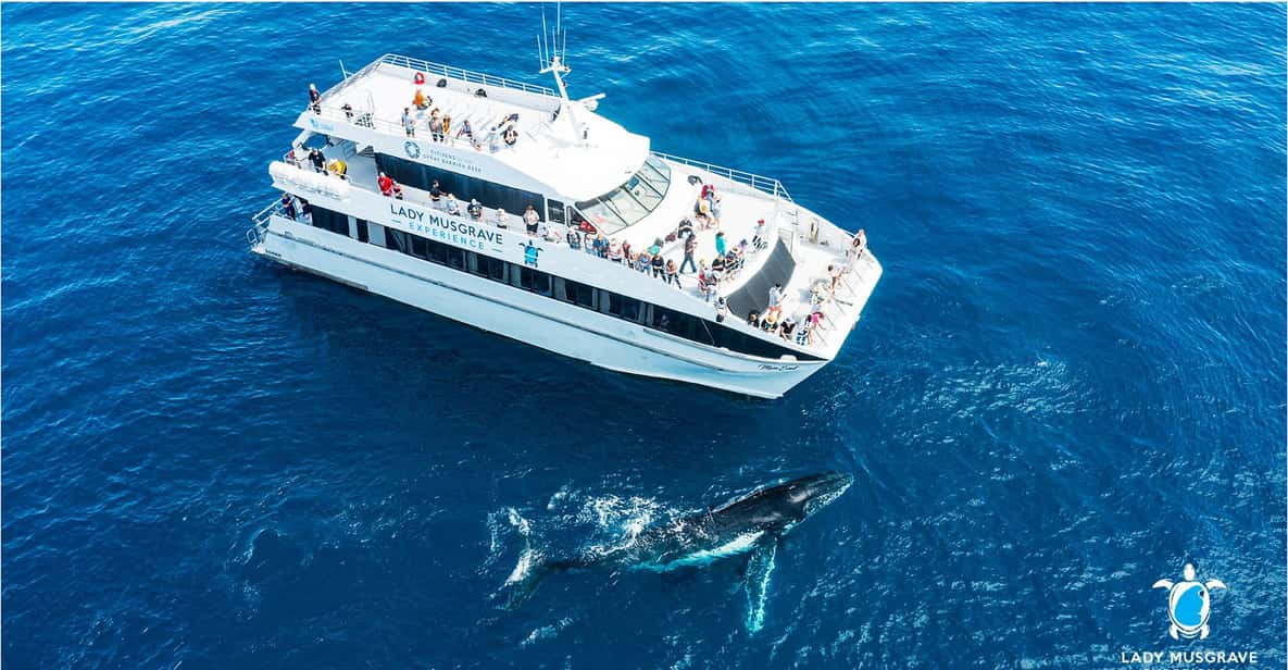 Bundaberg: Whale Watching Sightseeing Cruise with Lunch | GetYourGuide