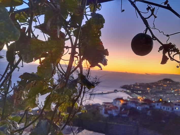 Madeira: Local Food Experience w/ Harvesting & 3-Course Meal | GetYourGuide