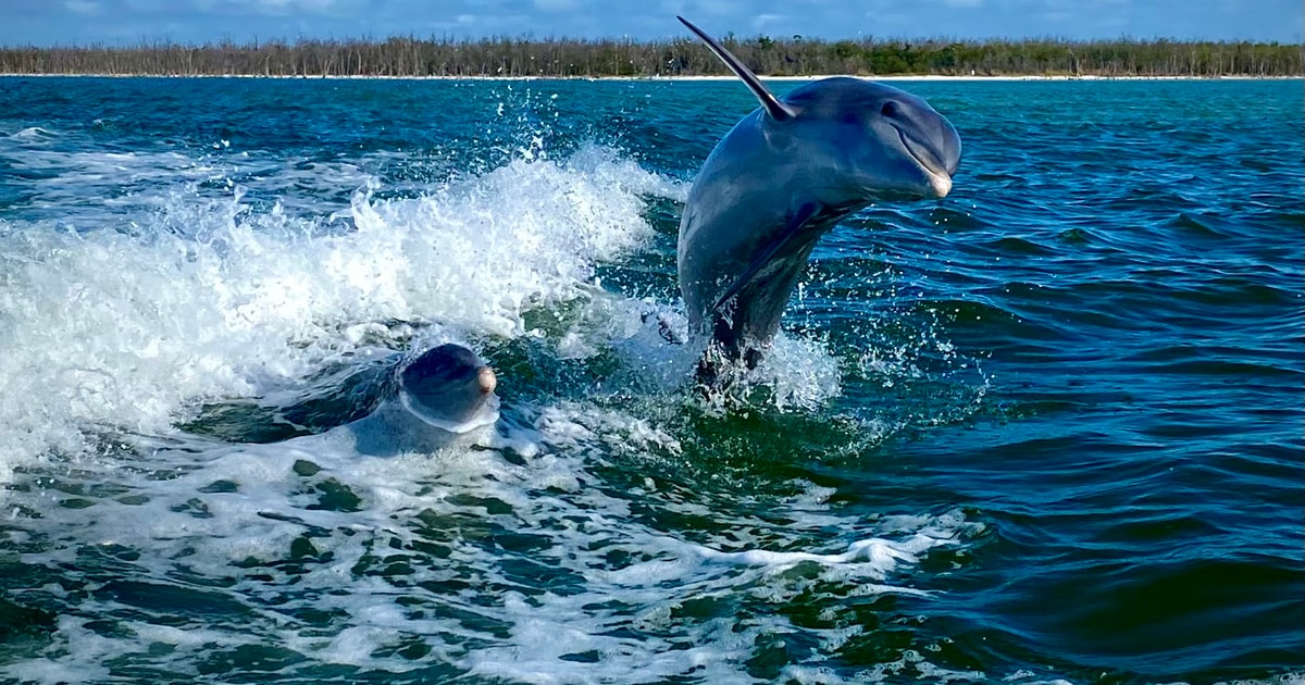 Marco Island: Private Dolphin/Shelling Tour | GetYourGuide