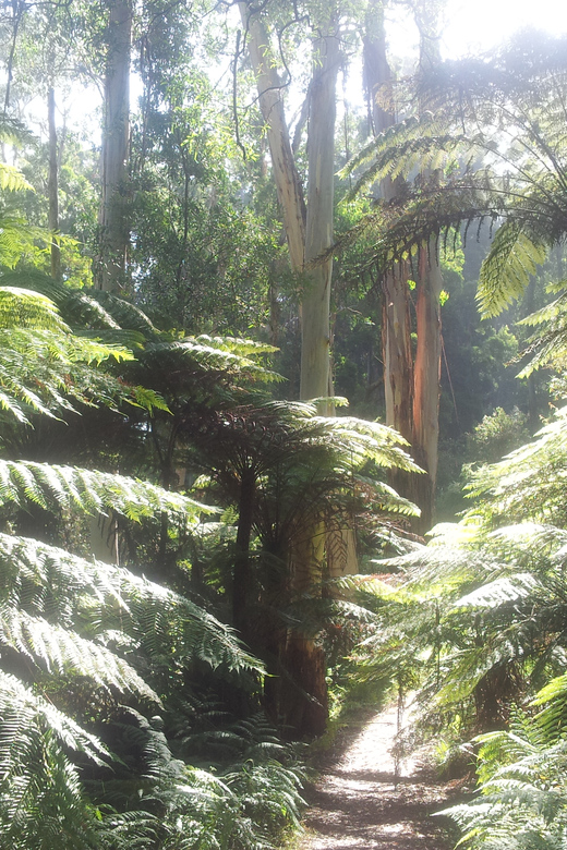 From Melbourne: Dandenong Ranges Private Day Tour | GetYourGuide