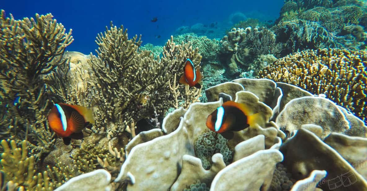 Bali: Buceo en la Laguna Azul y Tanjung Jepung Todo Incluido | GetYourGuide