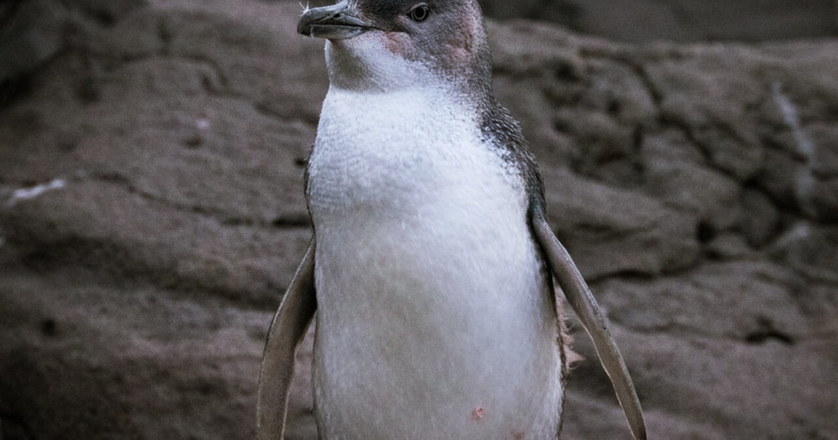 From Melbourne: Private St Kilda Tour with Penguin Viewing | GetYourGuide