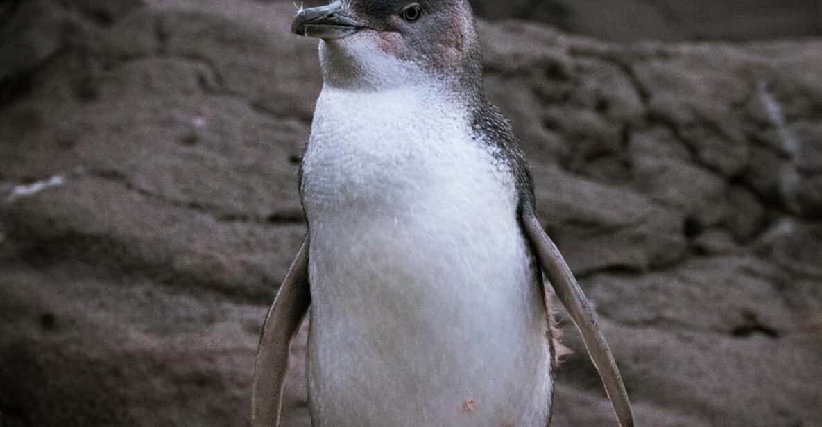 From Melbourne: Private St Kilda Tour with Penguin Viewing | GetYourGuide