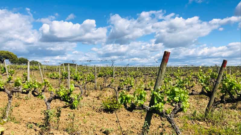 Alentejo: Cork Forest Safari with Optional Lunch | GetYourGuide