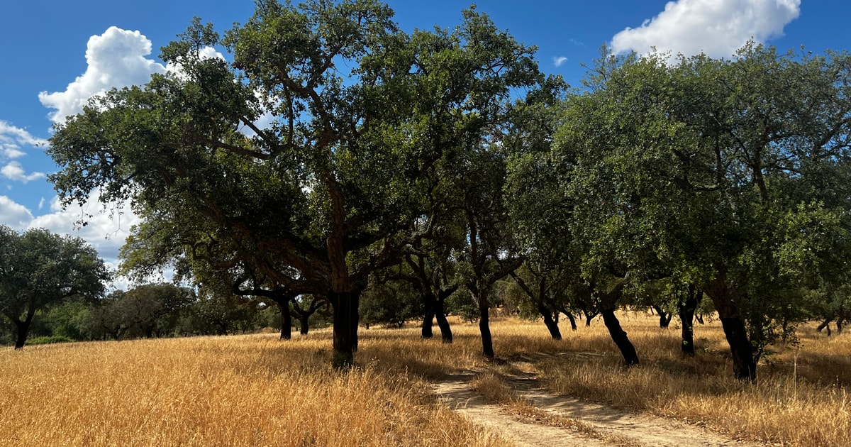 Alentejo: Cork Forest Safari with Optional Lunch | GetYourGuide