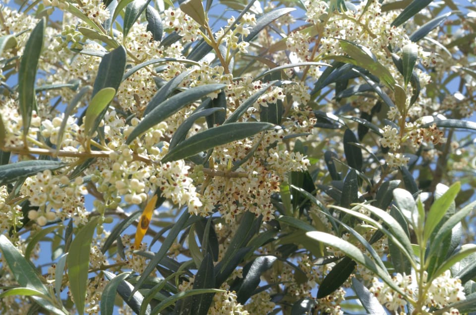 Visit of the olive grove, olive oil tasting and snack | GetYourGuide