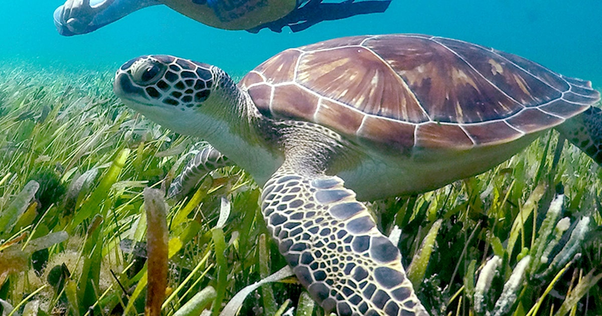 Cancun: Snorkeling Boat Tour with Hotel Transfer and Gear | GetYourGuide