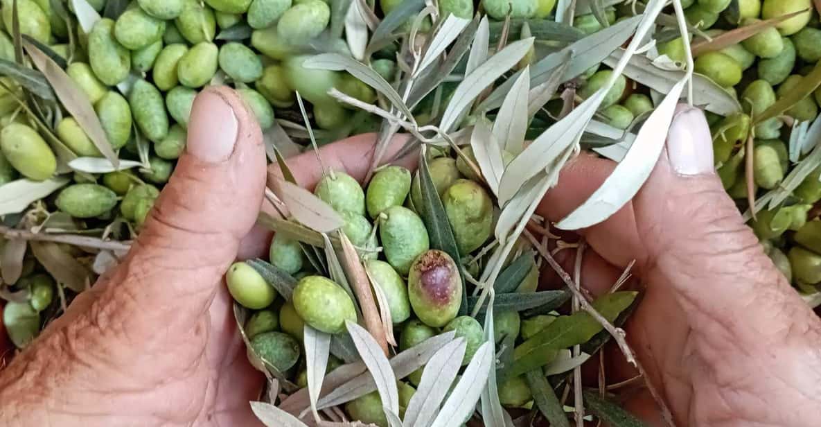 Oliiviõli kogemus @ Lefkada Micro Farm | GetYourGuide