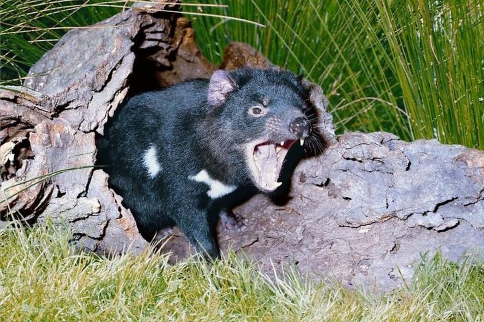 Sydney: Blue Mountains & Featherdale Wildlife Park Day Trip | GetYourGuide