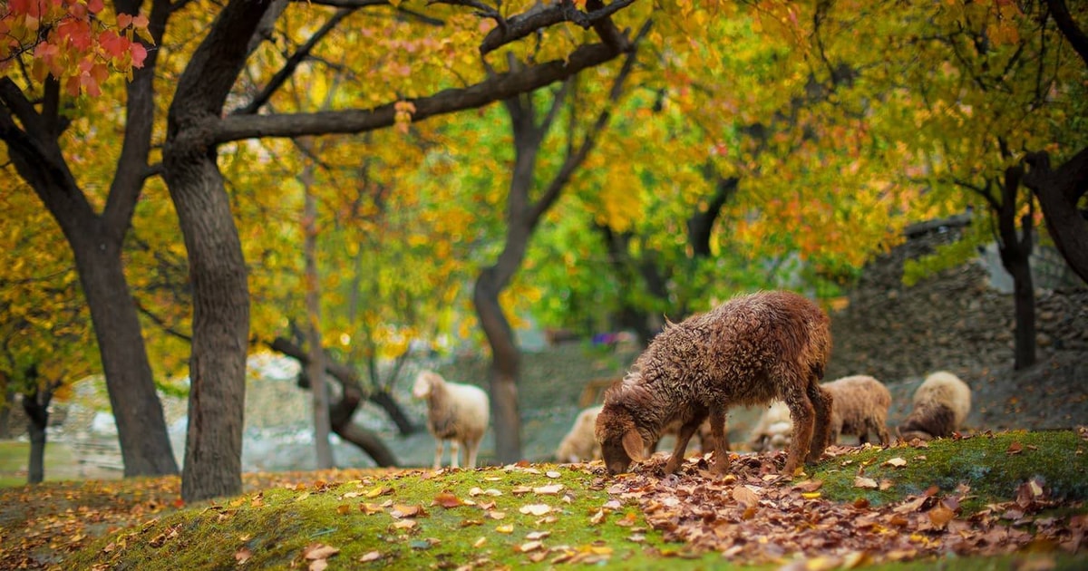 From Islamabad: Hunza Valley and Karakoram Range 8-Day Tour | GetYourGuide From Islamabad: Hunza Valley and Karakoram Range 8-Day Tour | GetYourGuide