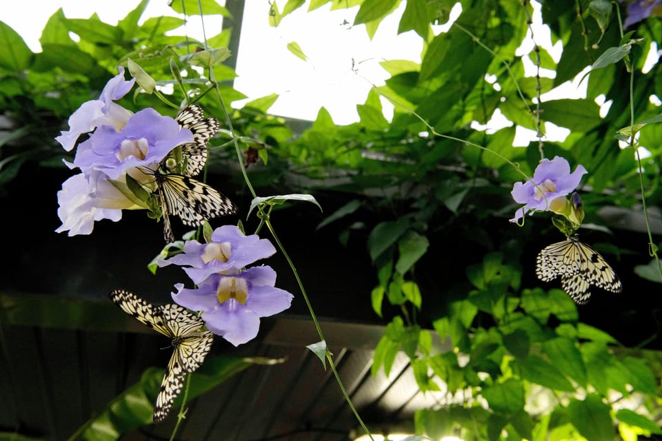Victoria: Butterfly Gardens Admission Ticket | GetYourGuide