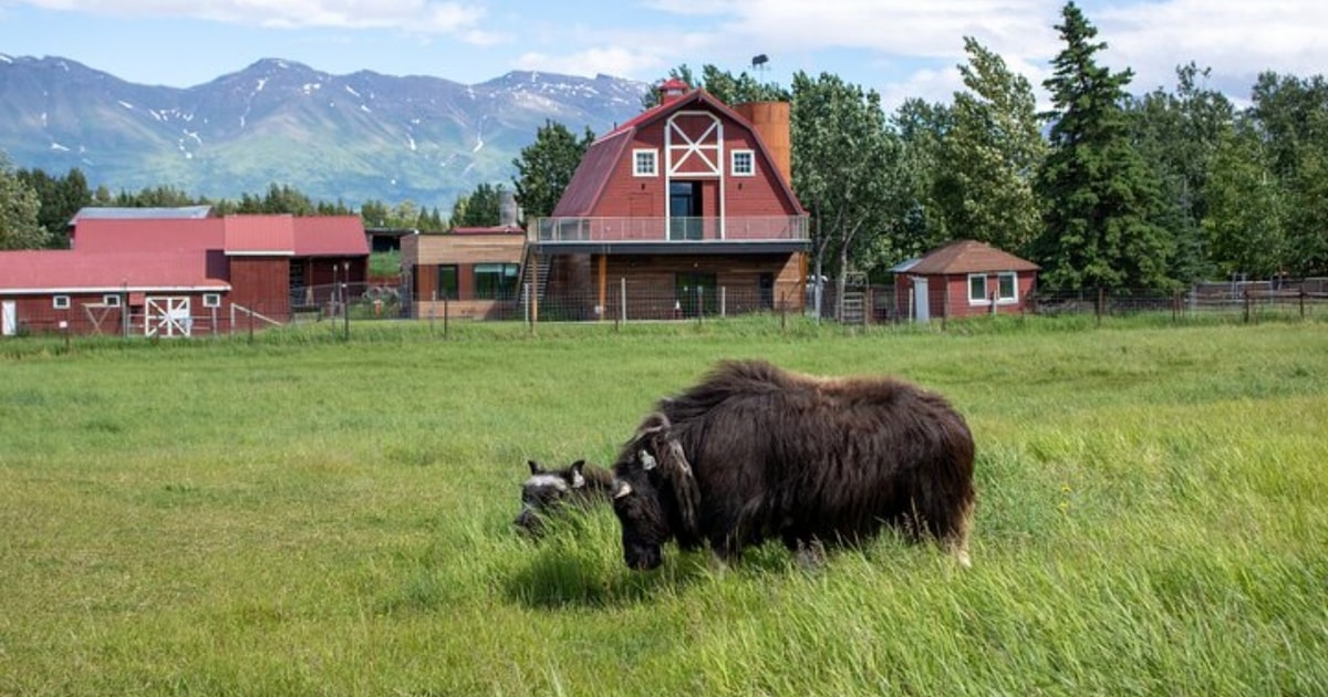 From Anchorage: Scenic Drive and Guided Musk Ox Farm Tour | GetYourGuide