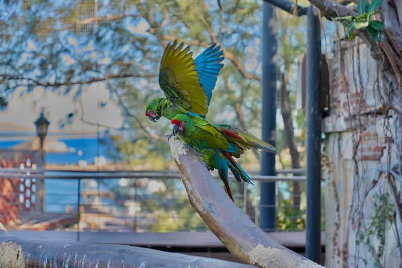 Mazatlán: Mazatlán 1873 Observatory Guided Tour | GetYourGuide