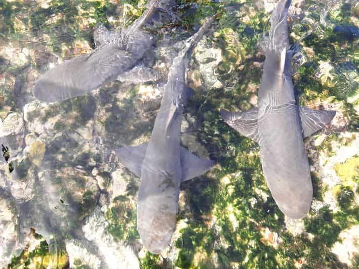 Sal Island: Private Shark Watching & Floating Experience | GetYourGuide