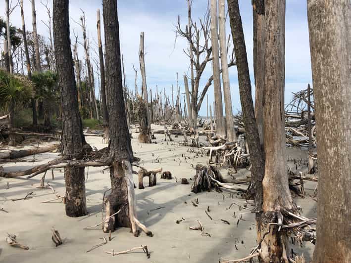 Charleston: Private Sightseeing & Dolphin Watching Boat Tour | GetYourGuide