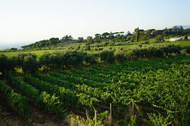 From Rome: Frascati Wine Region Tour with Wine Tasting | GetYourGuide