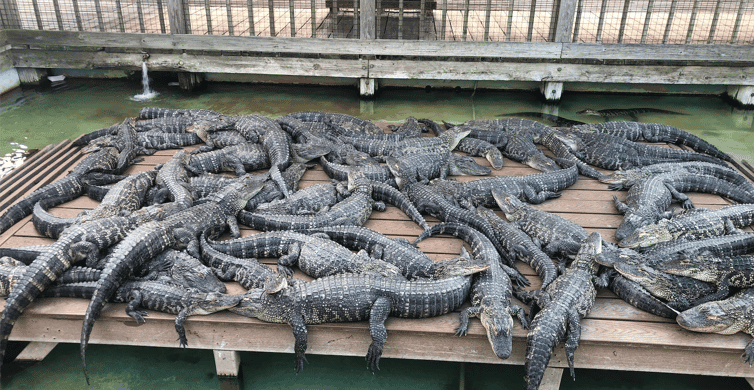 Orlando: Gatorland Zipline Adventure w/ Full-Day Park Access | GetYourGuide