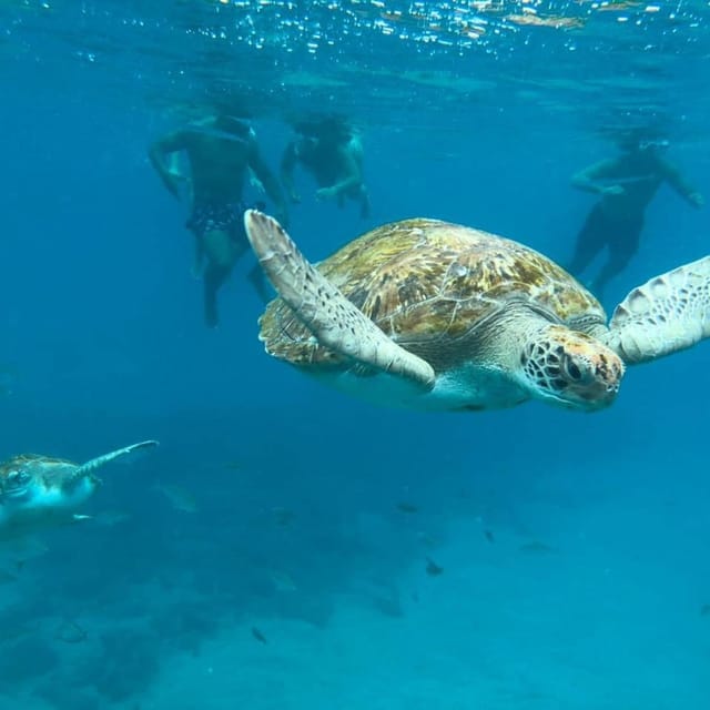 Snorkel and swim with sea turtles | GetYourGuide