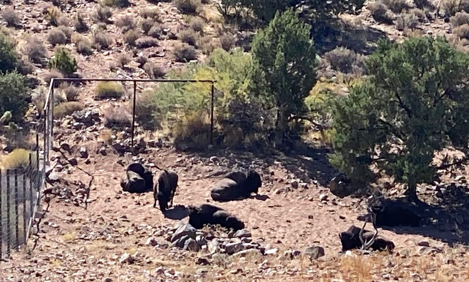 Horseback Ride thru Joshua Tree Forest with Buffalo & Lunch | GetYourGuide