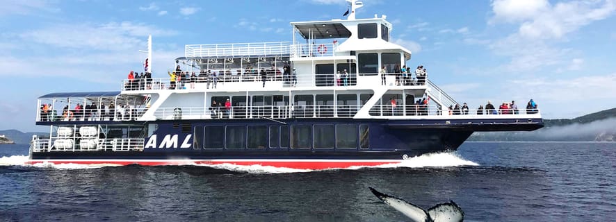 AML Cruises | GetYourGuide Supplier