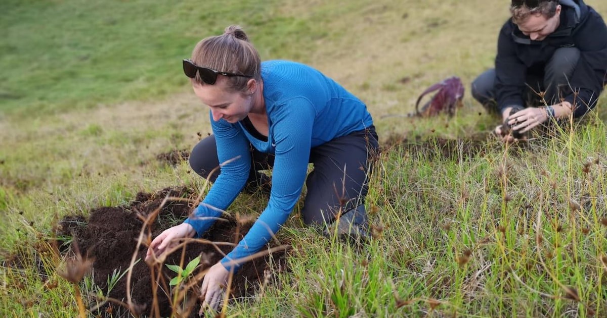 Terevaka Mount: Morning Horseback Riding & Planting Tour | GetYourGuide