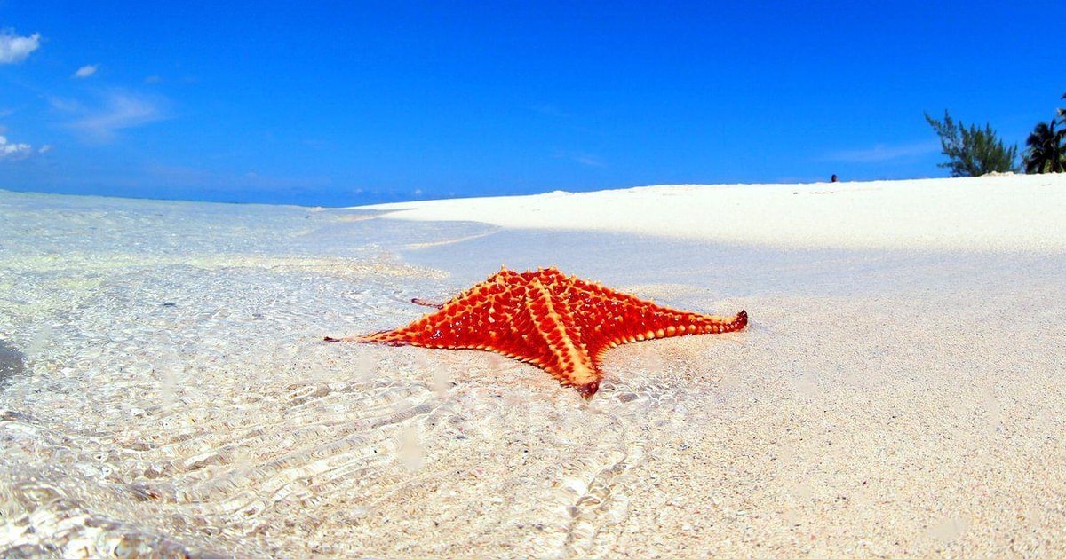 George Town: Starfish Point Beach Guided Tour with Transfer | GetYourGuide