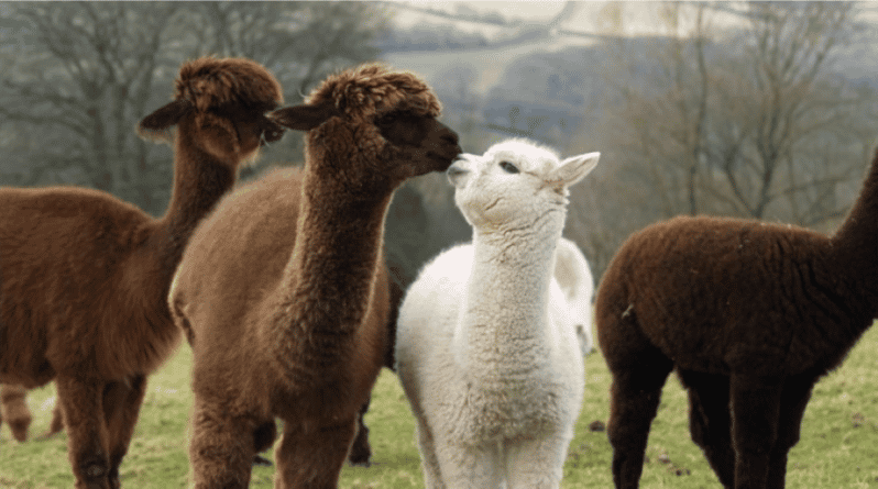 Seoul: Gangwon-do Day Trip with Alpaca World & Nami Island | GetYourGuide