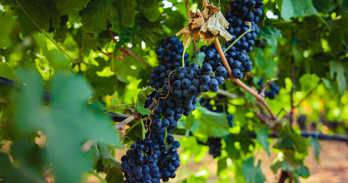 Malta: Private Winery and Farm Tour with Tastings and Dinner | GetYourGuide