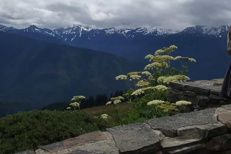 Seattle: Private Olympic Nat Park and Hurricane Ridge Tour | GetYourGuide