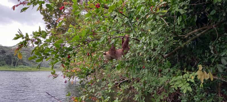 Panama City: Monkey Island Boat Tour | GetYourGuide