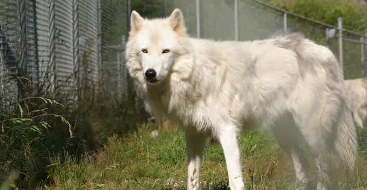 Tidewater: White Wolf Sanctuary Tour and Presentation | GetYourGuide