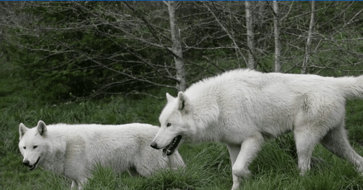 Tidewater: White Wolf Sanctuary Tour og præsentation | GetYourGuide