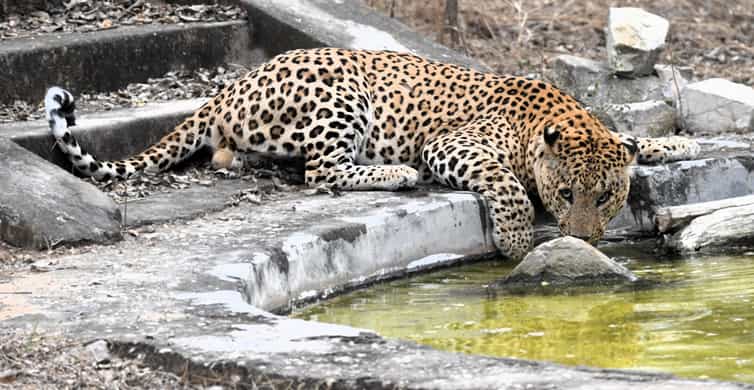 Jaipur: Jhalana Leopard Safari | GetYourGuide