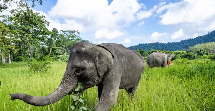 The BEST Phuket Elephant sanctuaries 2023 - FREE Cancellation ...