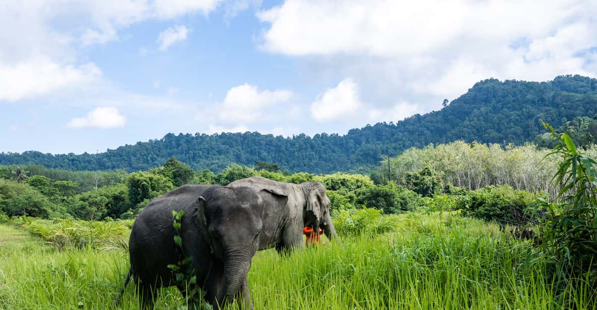 From Phuket: Elephant Sanctuary Adventure with Buffet Lunch | GetYourGuide
