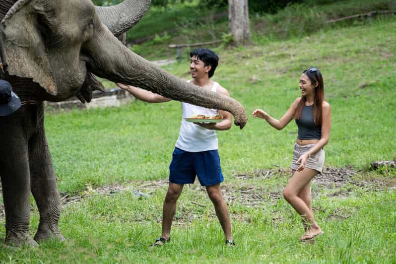 From Phuket: Ethical Elephant Sanctuary Tour in Phang Nga | GetYourGuide