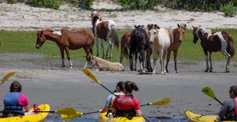 From Chincoteague: Guided Kayak Tour to Assateague Island | GetYourGuide