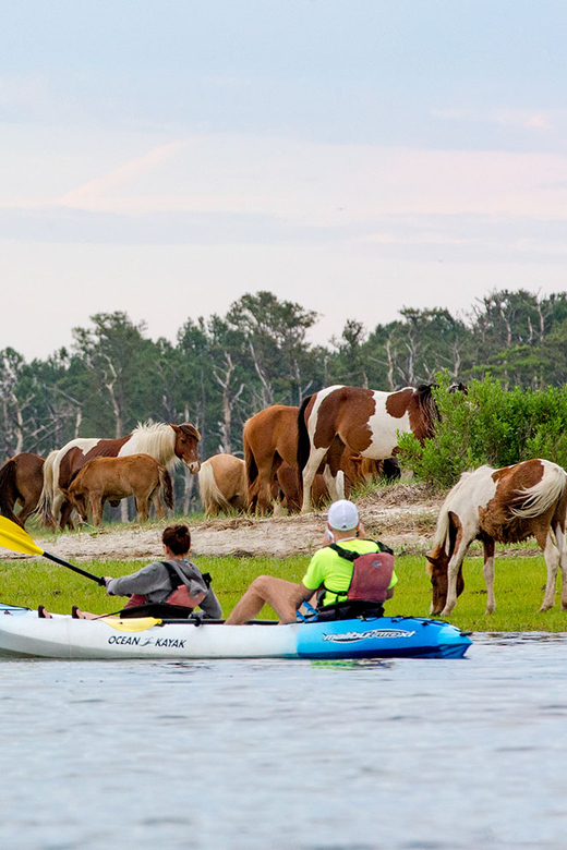 From Chincoteague: Guided Kayak Tour to Assateague Island | GetYourGuide