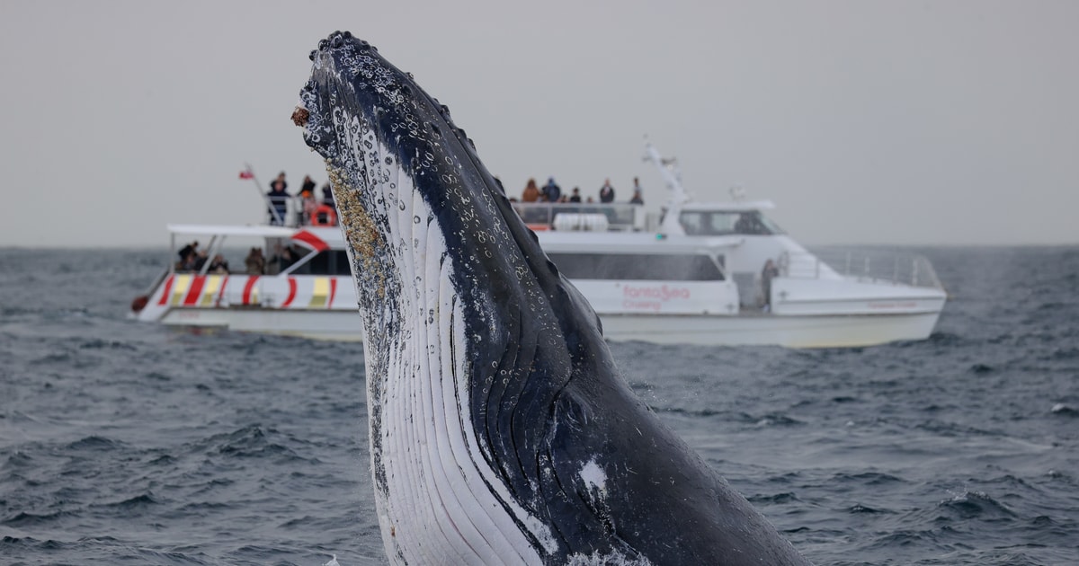 Sydney: 2-hour Express Whale Watching Cruise | GetYourGuide