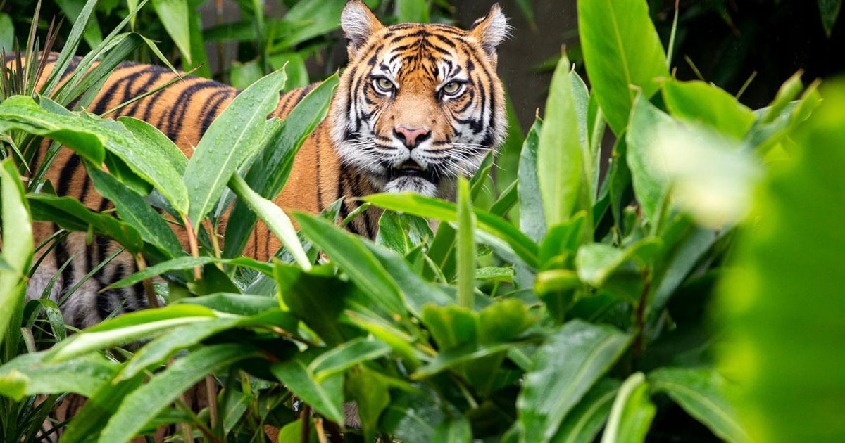 Sydney: Taronga Zoo Ticket mit Rückfahrt mit der Fähre | GetYourGuide