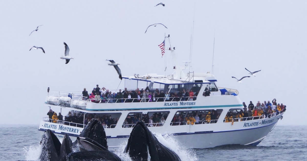 Monterey: Whale Watching Tour with A Marine Guide | GetYourGuide
