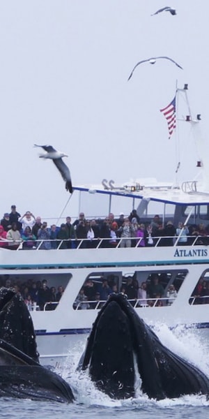Monterey: Whale Watching Tour with A Marine Guide | GetYourGuide