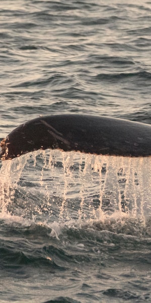 Monterey: Whale Watching Tour with A Marine Guide | GetYourGuide